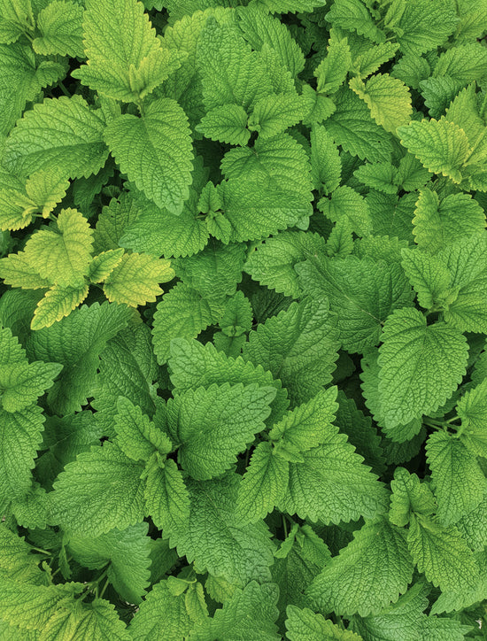 Flakes Complete Bundle - Flakes