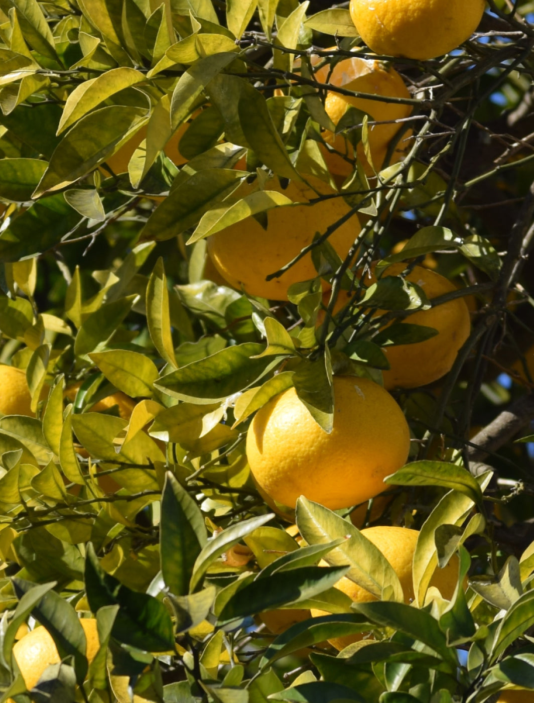 Flakes Complete Bundle - Flakes